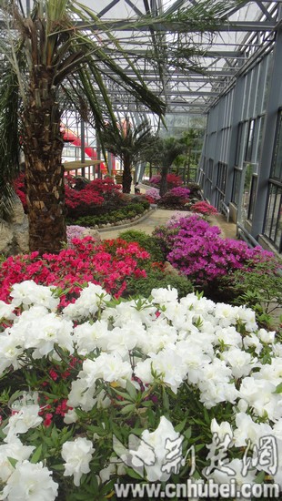 第三届中国·麻城杜鹃文化旅游节28日隆重开幕_凤凰网